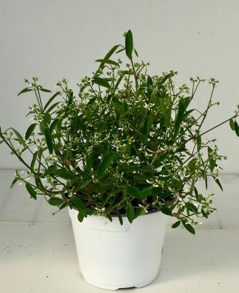 Corma – Cooperativa de productores de planta ornamental CORMA