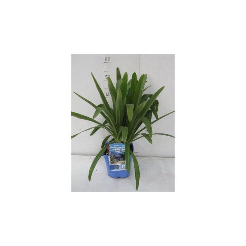 Corma – Cooperativa de productors de planta ornamental CORMA