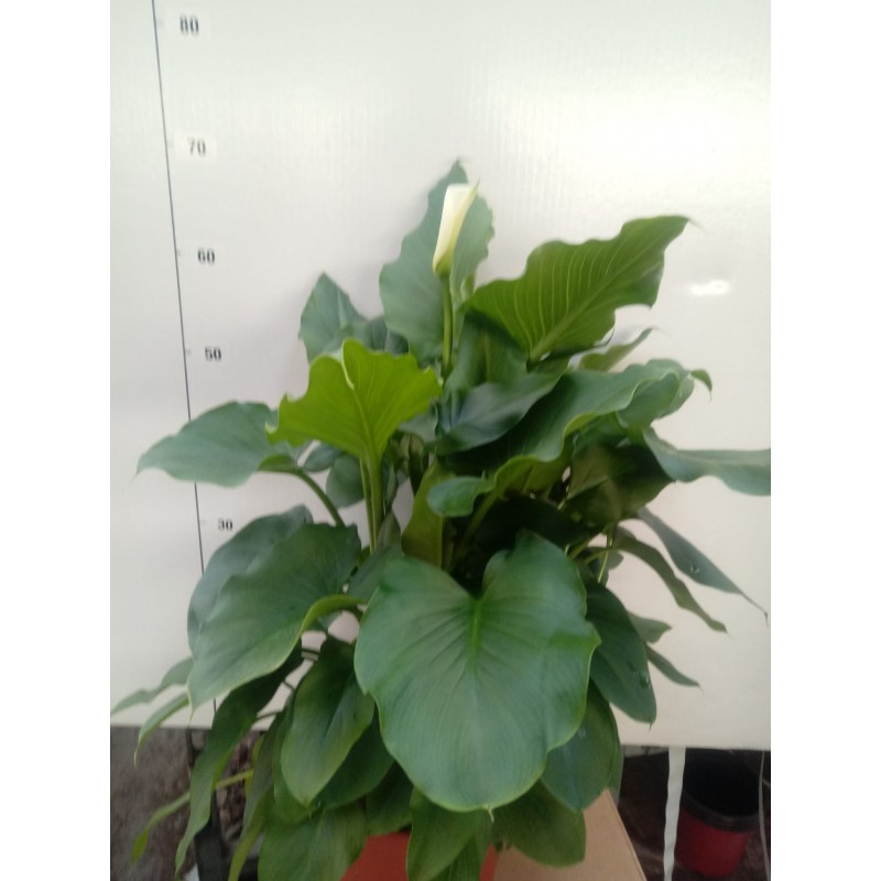 Corma – Cooperativa de productors de planta ornamental CORMA